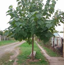 Drvo koje brzo raste - Paulovnija — Perforum